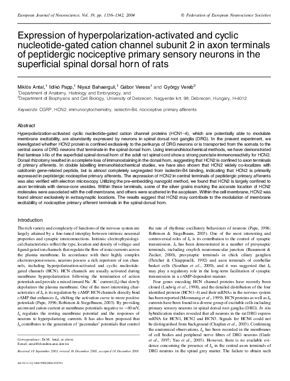 Pdf Expression And Properties Of Hyperpolarization‐activated Current In Rat Dorsal Root