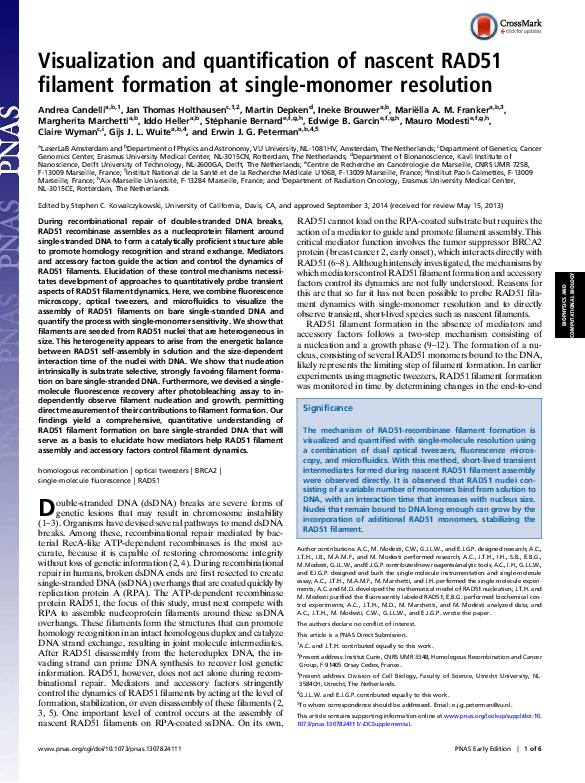 (PDF) Visualization and quantification of nascent RAD51 filament ...