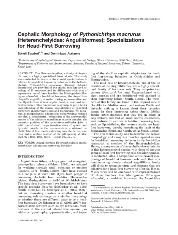 (PDF) Cephalic morphology of Pythonichthys macrurus (Heterenchelyidae: Anguilliformes ...