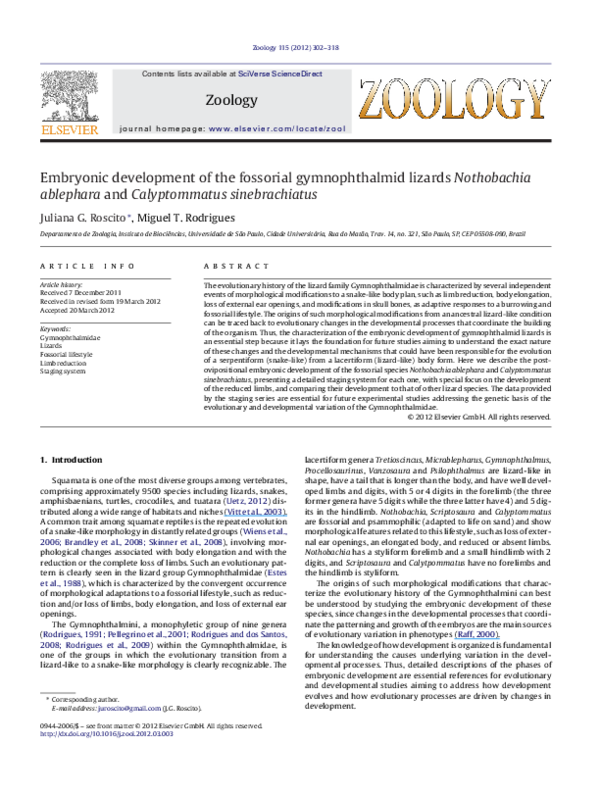 (PDF) Embryonic development of the fossorial gymnophthalmid lizards ...