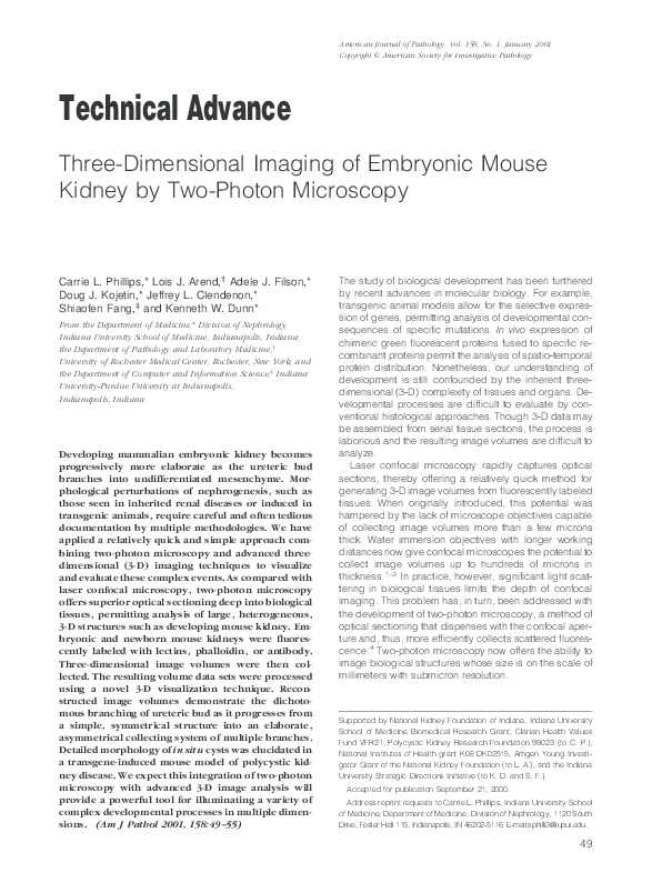 (PDF) Three-Dimensional Imaging of Embryonic Mouse Kidney by Two-Photon ...