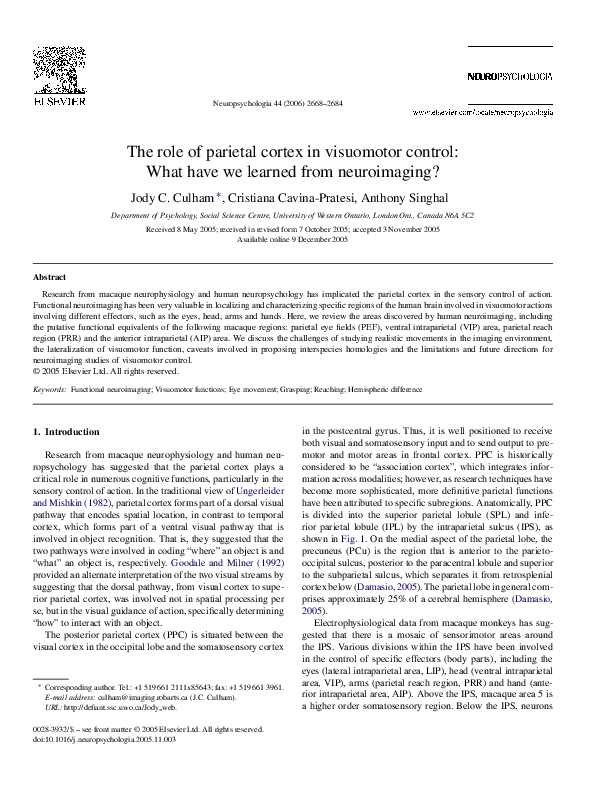 (PDF) The role of parietal cortex in visuomotor control: What have we learned from neuroimaging?