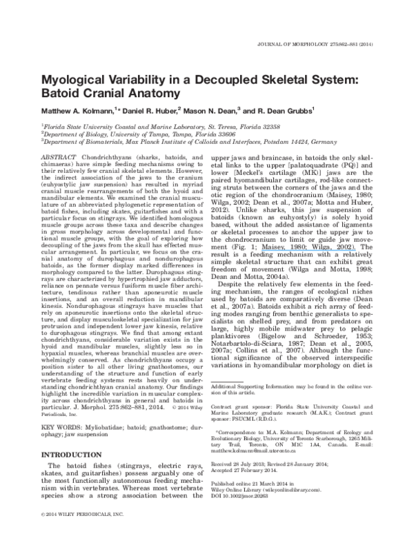 (PDF) Myological variability in a decoupled skeletal system: Batoid ...