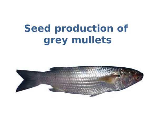 (PPT) 11 - Seed production of grey mullets