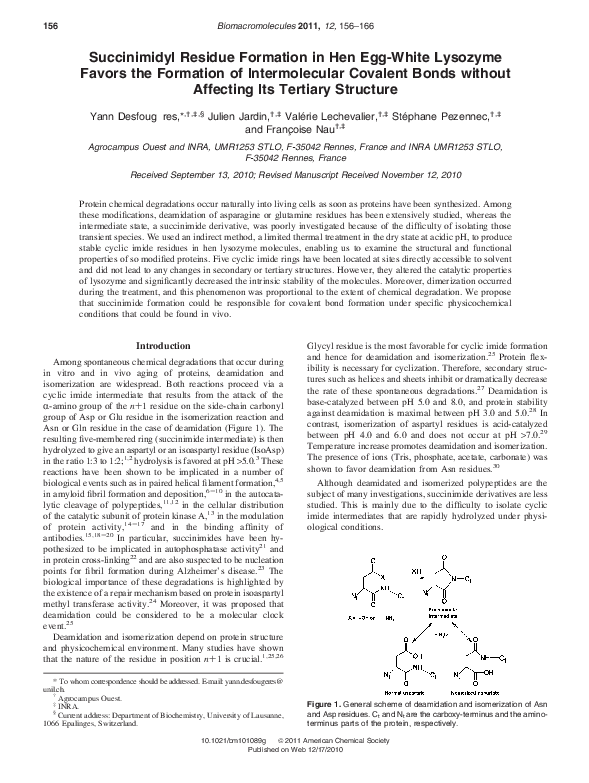 (PDF) Succinimidyl Residue Formation in Hen Egg-White Lysozyme Favors ...
