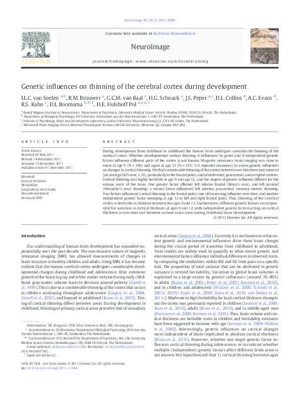 (PDF) Genetic influences on thinning of the cerebral cortex during ...