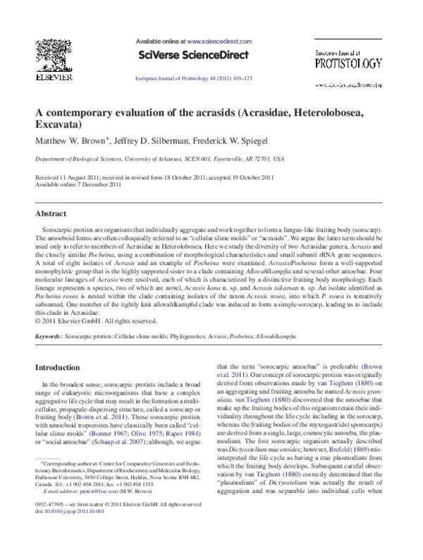 (PDF) A contemporary evaluation of the acrasids (Acrasidae ...