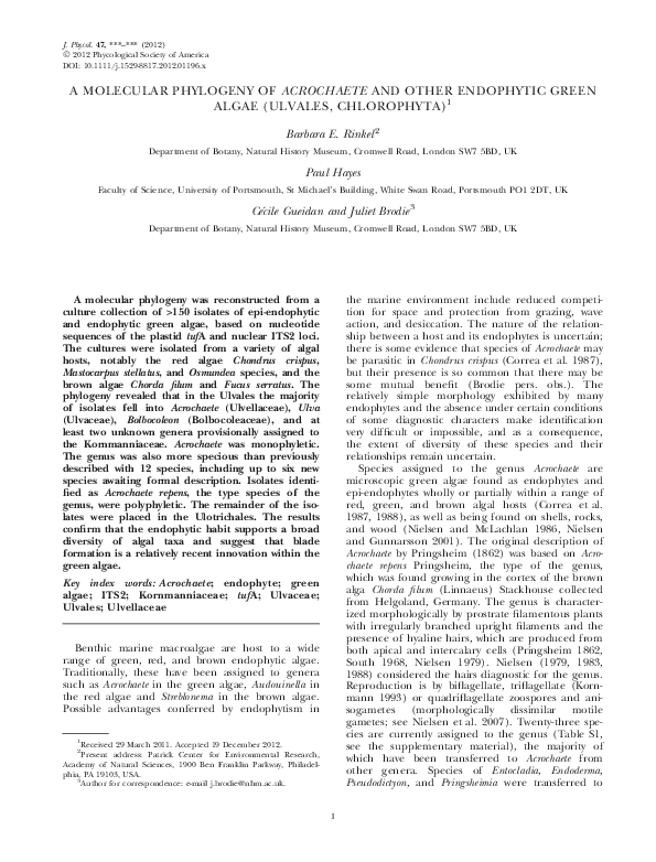 (PDF) A MOLECULAR PHYLOGENY OF ACROCHAETE AND OTHER ENDOPHYTIC GREEN ...