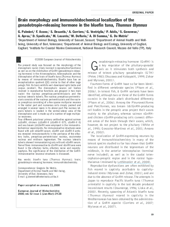 (PDF) Brain morphology and immunohistochemical localization of the ...