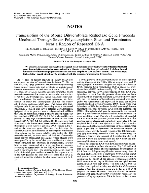 (PDF) Transcription of the mouse dihydrofolate reductase gene proceeds ...