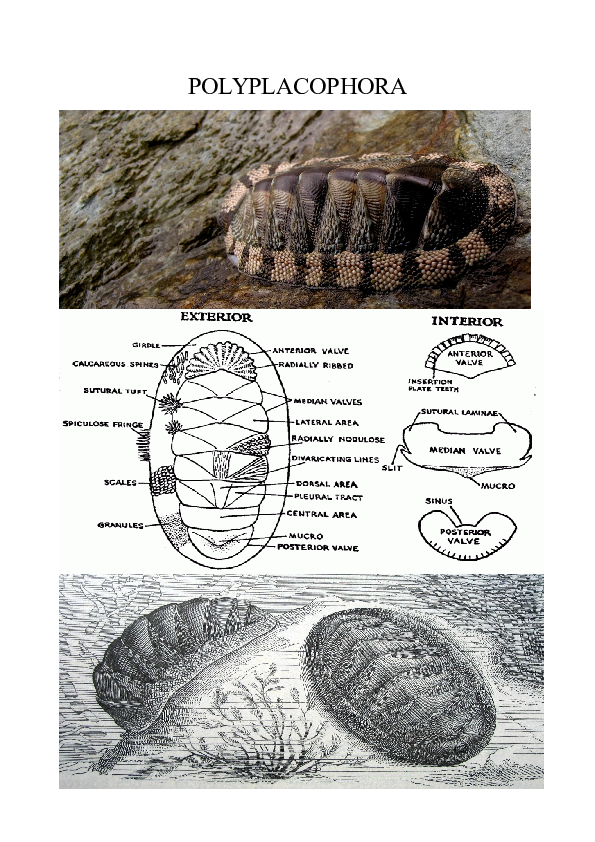 (DOC) bio polyplcophora