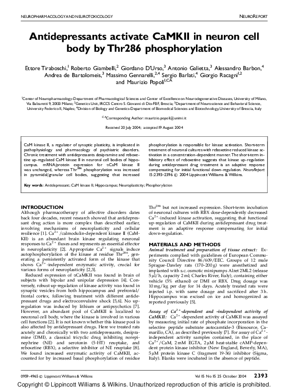 (PDF) Antidepressants activate CaMKII in neuron cell body by Thr286 phosphorylation