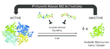 (PDF) Pyruvate kinase M2 activators promote tetramer formation and ...