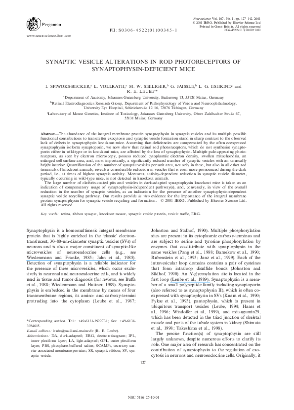 (PDF) Synaptic vesicle alterations in rod photoreceptors of synaptophysin-deficient mice