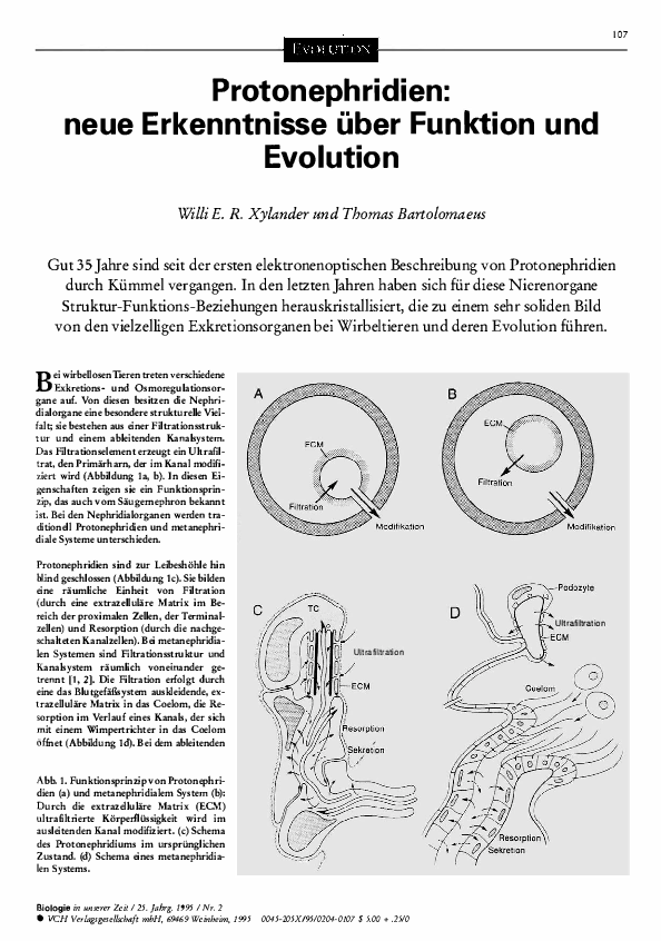 (PDF) Protonephridien: neue Erkenntnisse über Funktion und Evolution