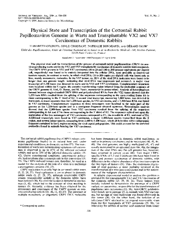 (PDF) Physical state and transcription of the cottontail rabbit ...