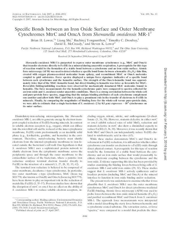 (PDF) Specific Bonds between an Iron Oxide Surface and Outer Membrane ...