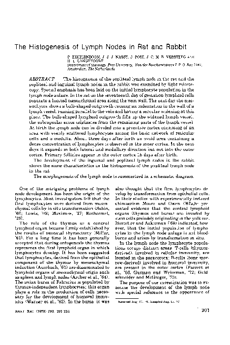 (PDF) The histogenesis of lymph nodes in rat and rabbit