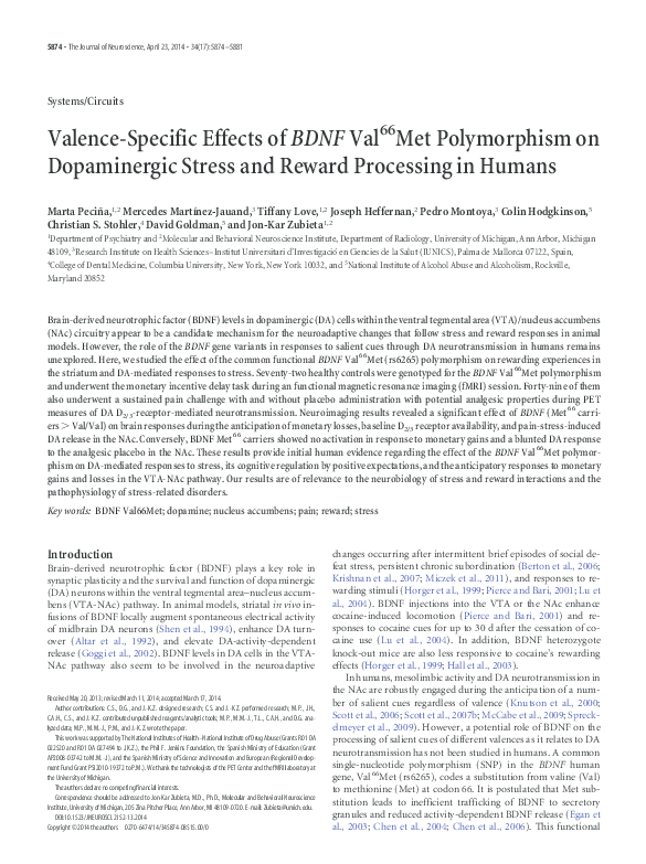 (PDF) BDNF Val66Met Polymorphism's Impact on Reward and Stress