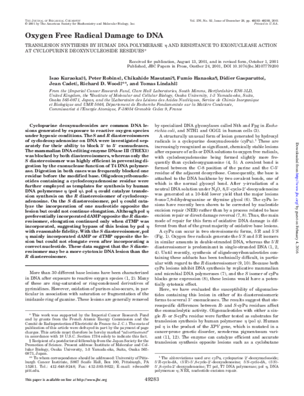 (PDF) Oxygen Free Radical Damage to DNA. TRANSLESION SYNTHESIS BY HUMAN ...