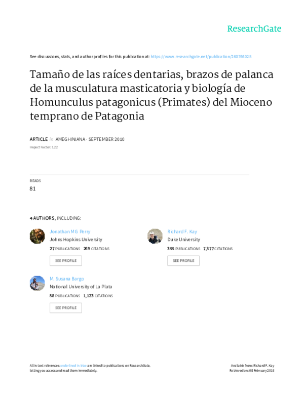 (PDF) Tamaño de las raíces dentarias, brazos de palanca de la ...