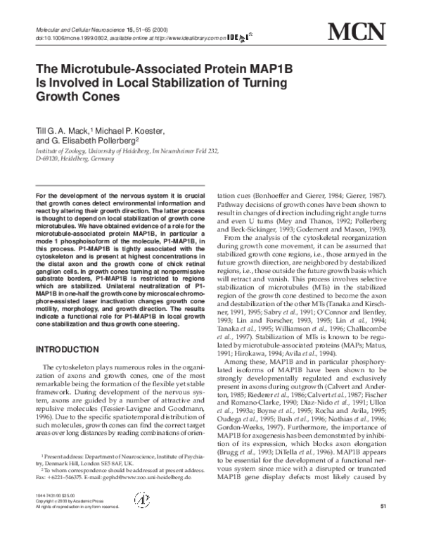 (PDF) The Microtubule-Associated Protein MAP1B Is Involved in Local ...