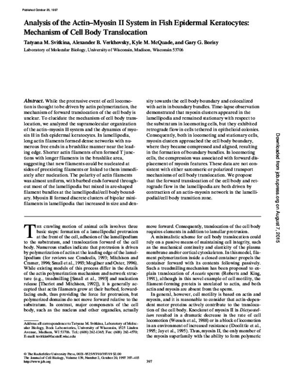 (PDF) Analysis of the Actin-Myosin II System in Fish Epidermal ...