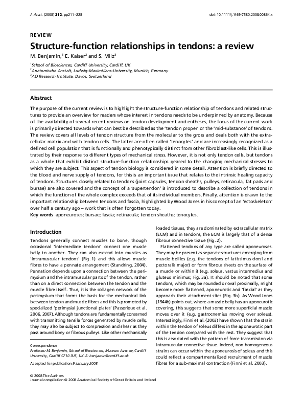 (PDF) Structure-function relationships in tendons: a review