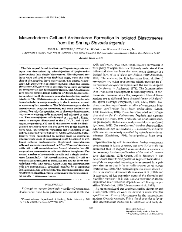 (PDF) Mesendoderm cell and archenteron formation in isolated ...