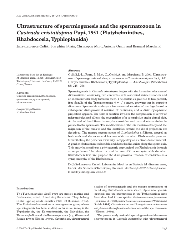 (PDF) Ultrastructure of spermiogenesis and spermatozoa of Notocotylus ...
