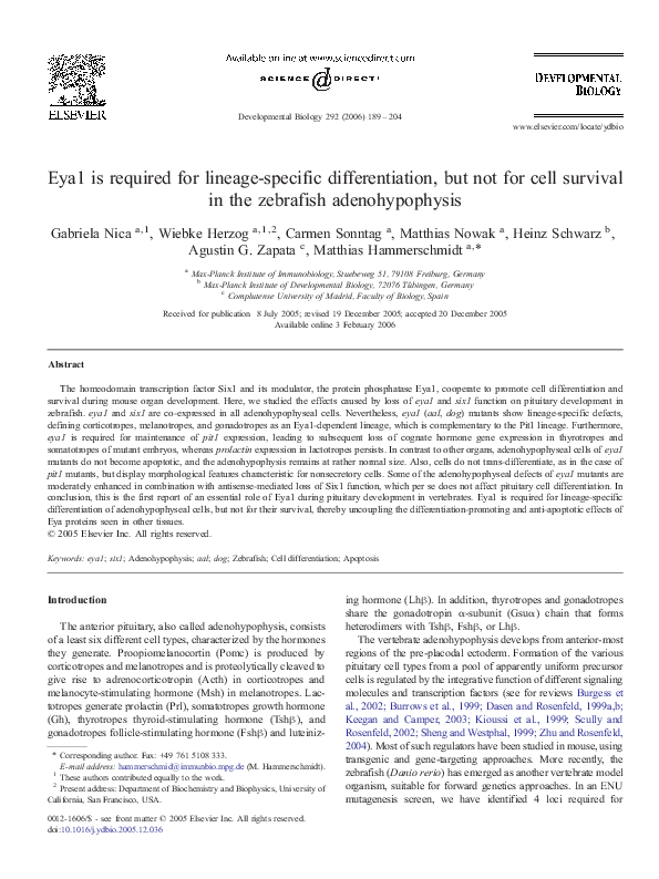 (PDF) Eya1 is required for lineage-specific differentiation, but not ...