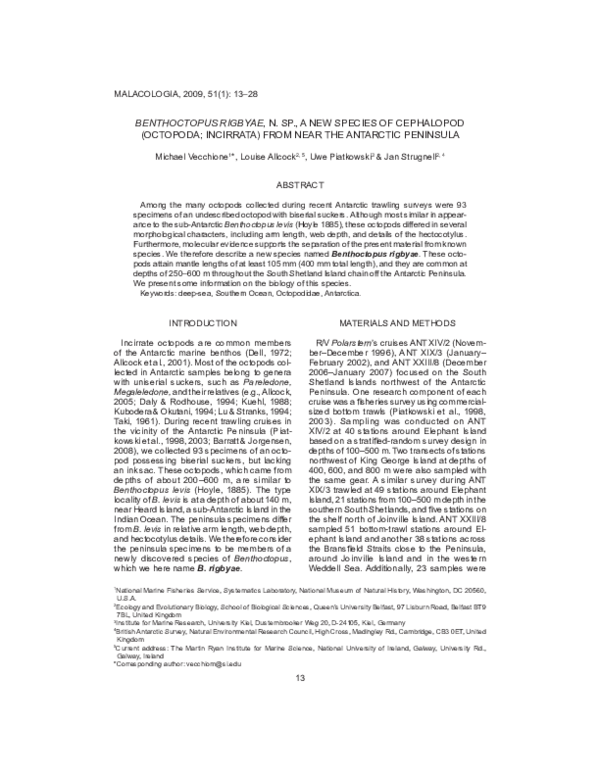 (PDF) Benthoctopus rigbyae , n. sp., A New Species of Cephalopod ...
