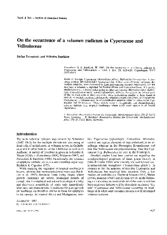 (PDF) On the occurrence of a velamen radicum in Cyperaceae and Velloziaceae