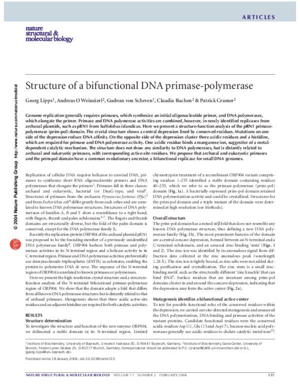 (PDF) Structure of a bifunctional DNA primase-polymerase