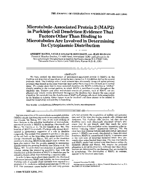 (PDF) Microtubule-associated protein 2 (MAP2) in Purkinje cell ...