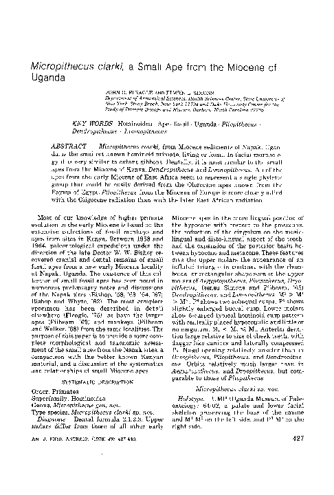 (PDF) Micropithecus clarki, a small ape from the Miocene of Uganda