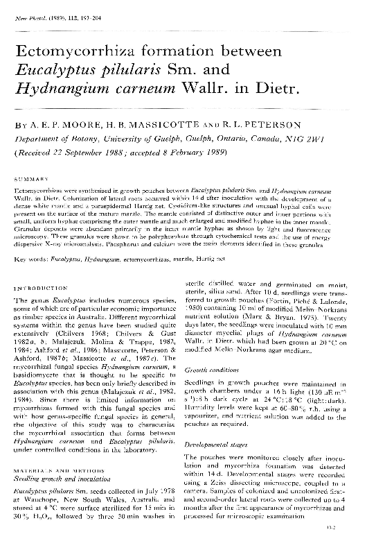 (PDF) Ectomycorrhiza formation between Eucalyptus pilularis Sm. and ...