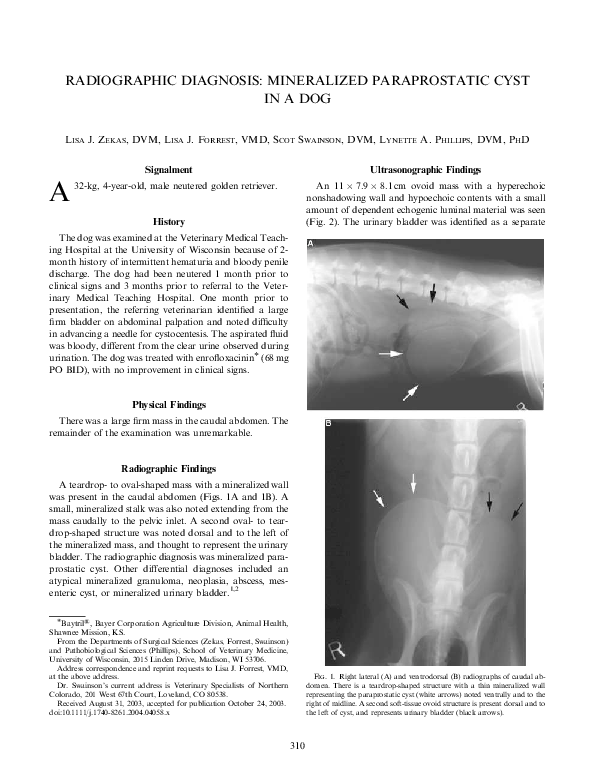 (PDF) Radiographic diagnosis: mineralized paraprostatic cyst in a dog
