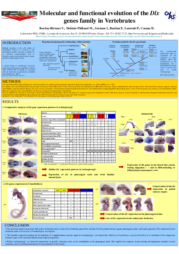(PDF) Molecular and functional evolution of the Dlx genes family in ...