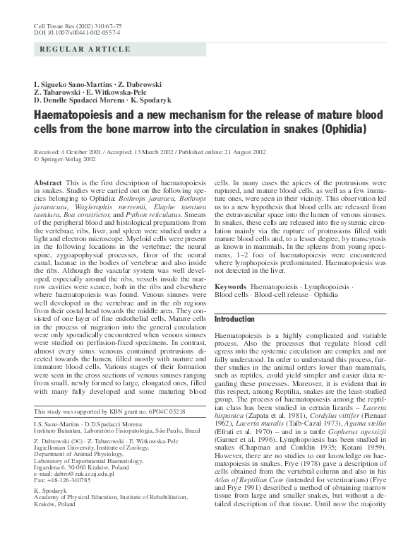 (PDF) Haematopoiesis and a new mechanism for the release of mature ...