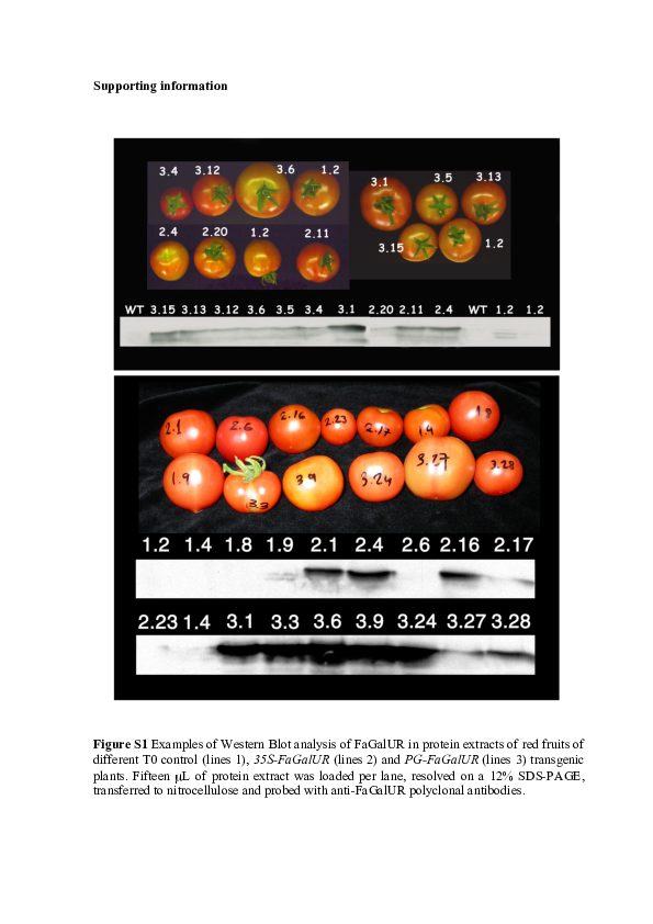 (PDF) Supporting information BJ final