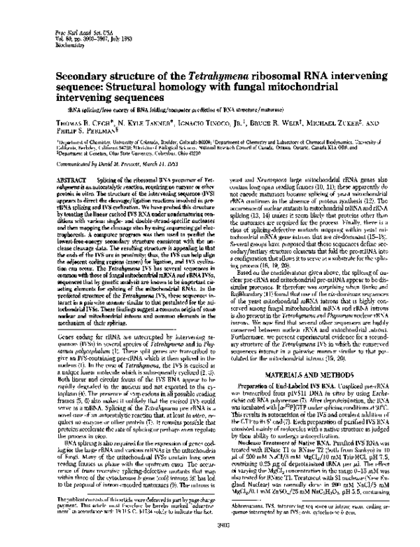(PDF) Secondary structure of the Tetrahymena ribosomal RNA intervening ...