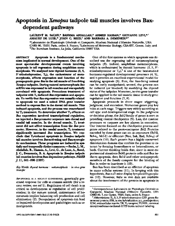 (PDF) Apoptosis in Xenopus tadpole tail muscles involves Bax-dependent ...