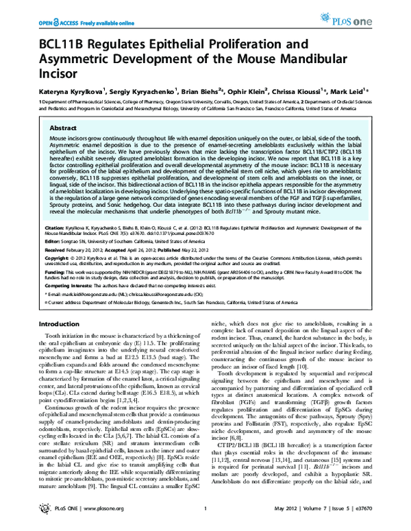 (PDF) BCL11B Regulates Epithelial Proliferation and Asymmetric ...