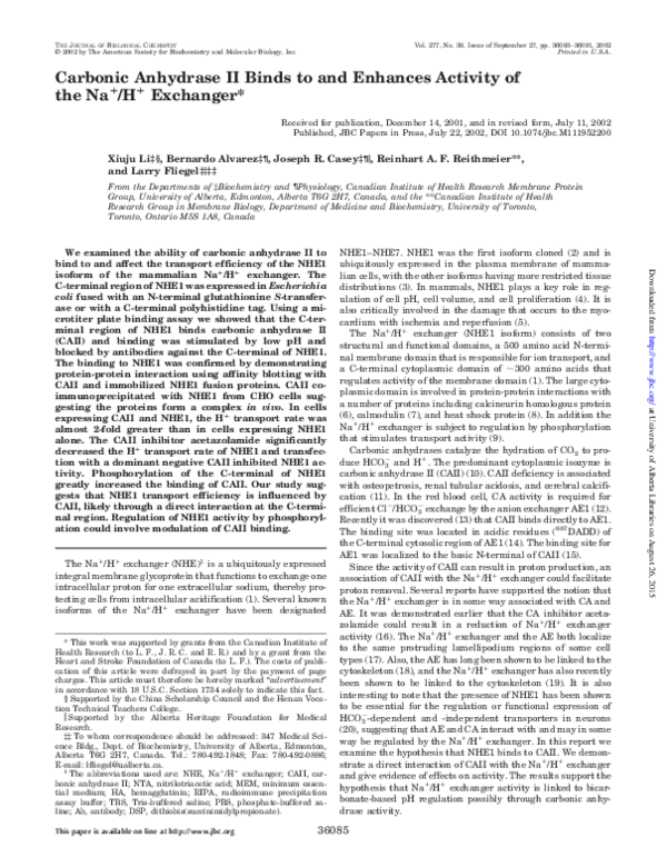 (PDF) Carbonic anhydrase II binds to and increases the activity of the epithelial sodium proton ...