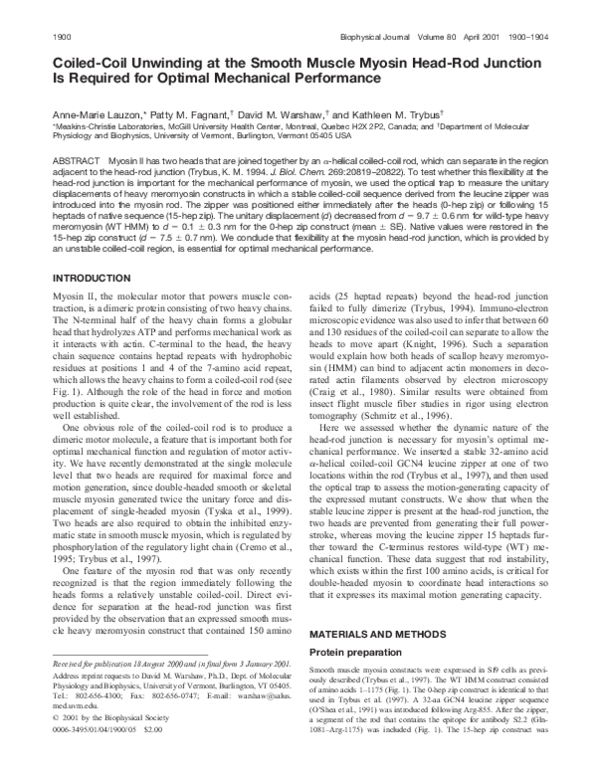 (PDF) Coiled-Coil Unwinding at the Smooth Muscle Myosin Head-Rod Junction Is Required for ...