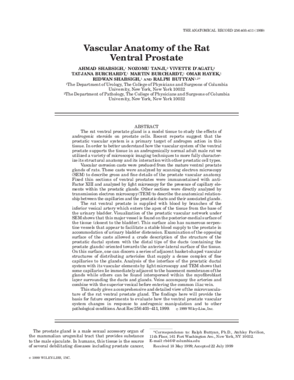 (PDF) Vascular anatomy of the rat ventral prostate