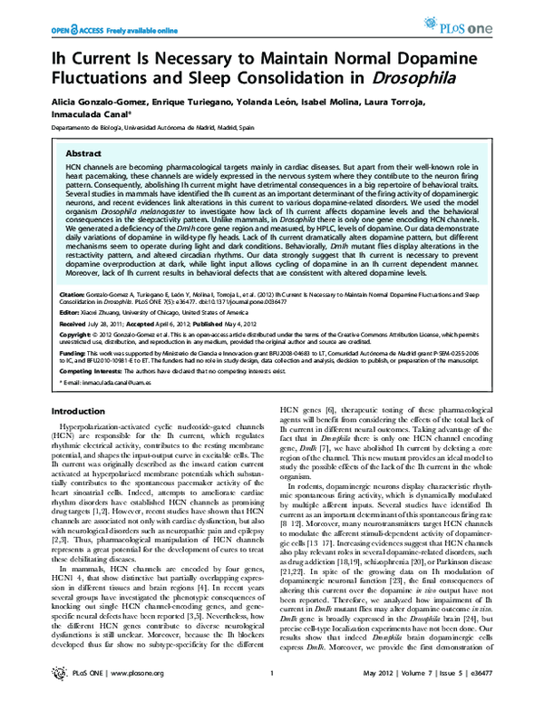 (PDF) Ih Current Is Necessary to Maintain Normal Dopamine Fluctuations ...