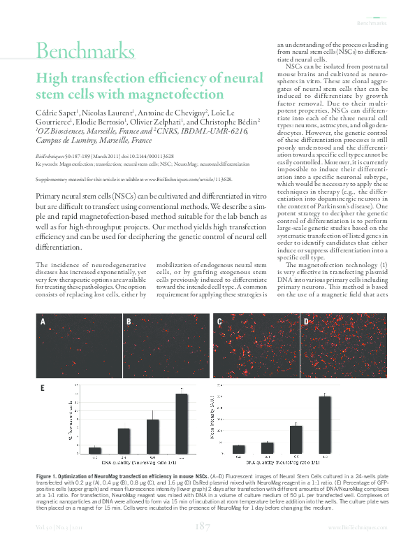 (PDF) High transfection efficiency of neural stem cells with magnetofection