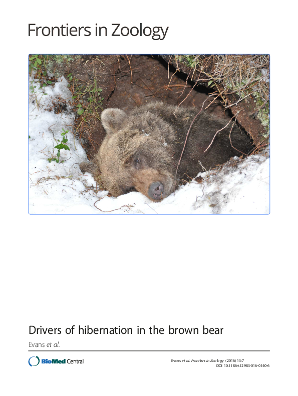 (PDF) Drivers of hibernation in the brown bear